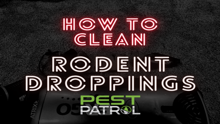 How to clean up rodent droppings safely | Pest Patrol PDX