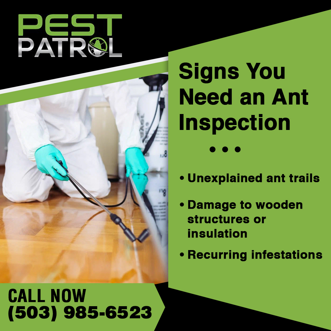 Pest Patrol: What Happens During an Ant Inspection in Portland, OR ...