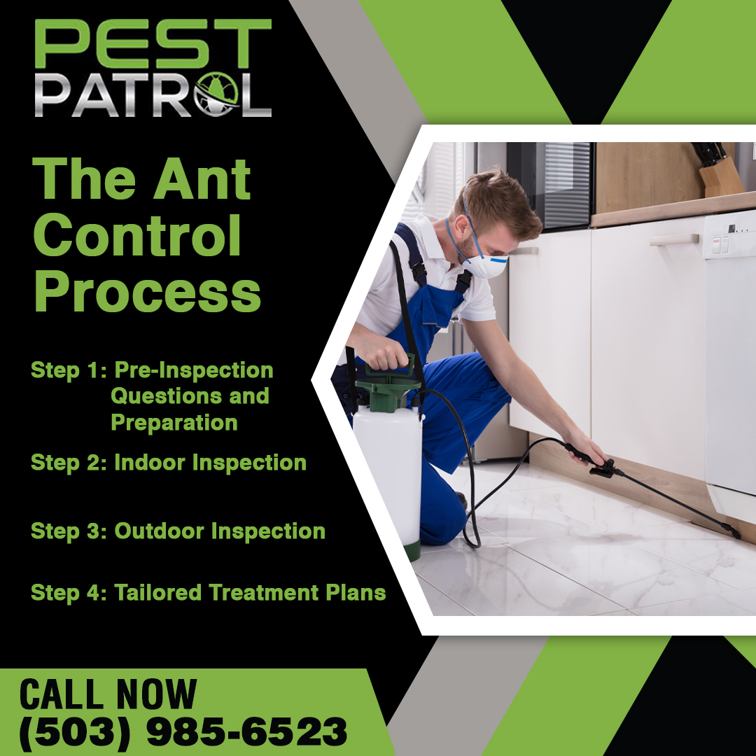 Pest Patrol: What Happens During an Ant Inspection in Portland, OR ...