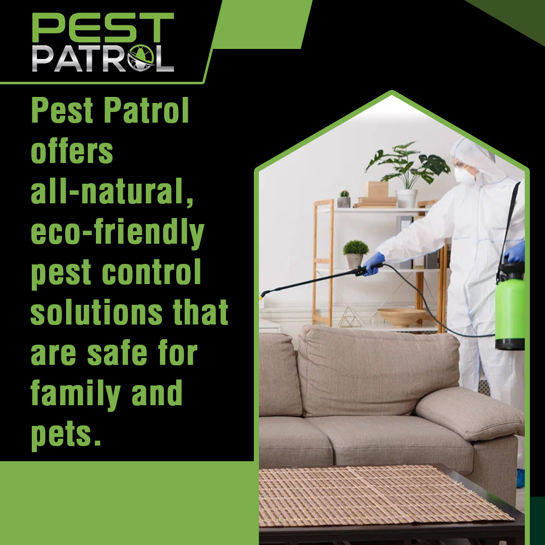 Pest Patrol: A Guide to Choosing the Best Professional Pest Control ...