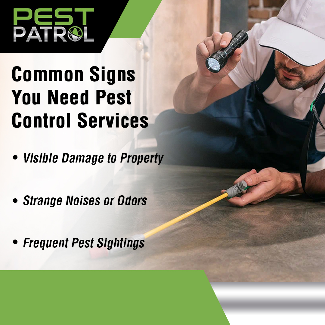 Pest Patrol Explains Key Signs You Need Pest Control Services in ...