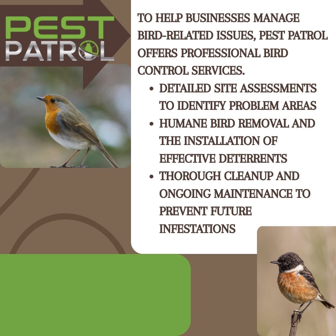 Inside a Bird Removal Job: Complete Step-by-Step Process for Effective ...